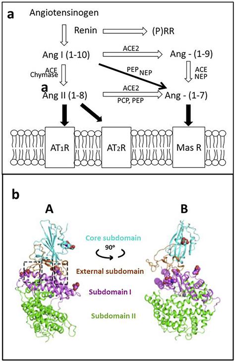 A The Metabolic Pathway Showing Two Axes Of Ras System 1