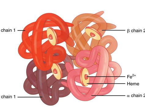 Hemoglobin Model By User1904298414 Makerworld Download Free 3d Models