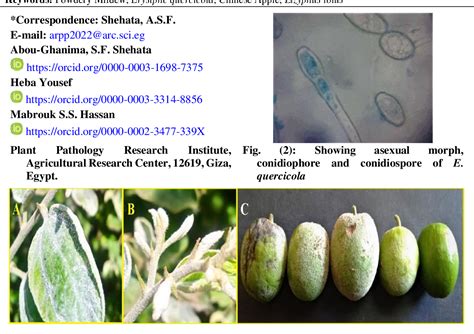 Pdf First Record Of Powdery Mildew Caused By Erysiphe Quercicola On