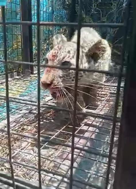 Leopard Cub Entered Inside The Temple Imprisoned In A Cage Almora