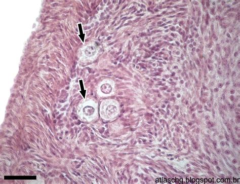 Atlas de Citologia e Histologia Ovário