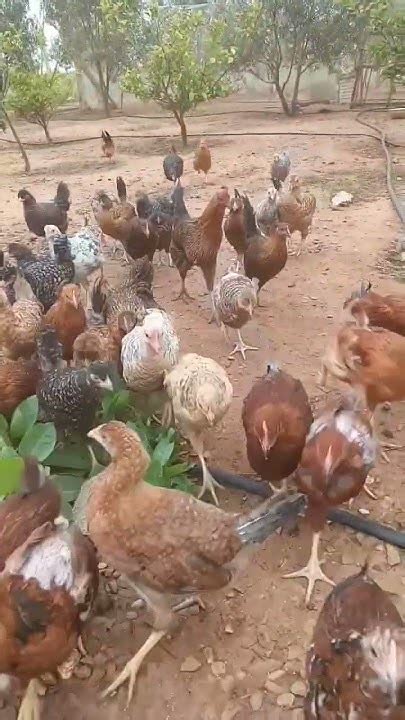 اجاج البلدي عتوكات Youtube