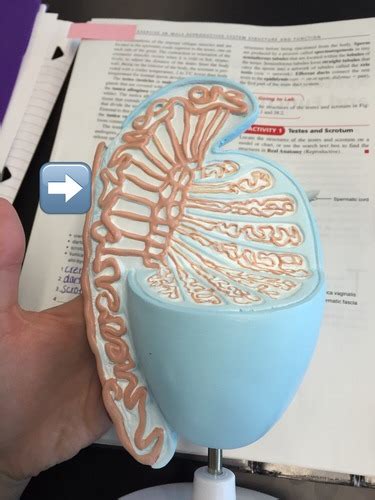 The Testis And Epididymis Flashcards Quizlet