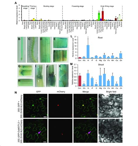Expression Pattern And Subcellular Localization Of OsMOT1 2 A