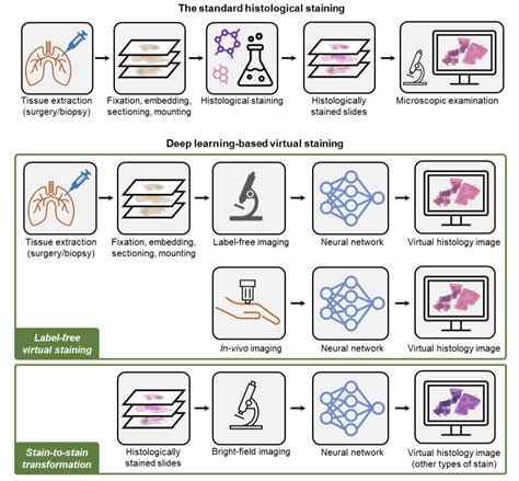 Ai Based Staining Of Biological Samples Samueli Electrical And Computer Engineering