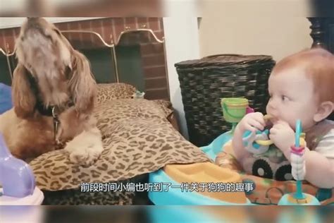 大妈带狗狗去跳广场舞，不料狗狗跳得更好，看完别笑