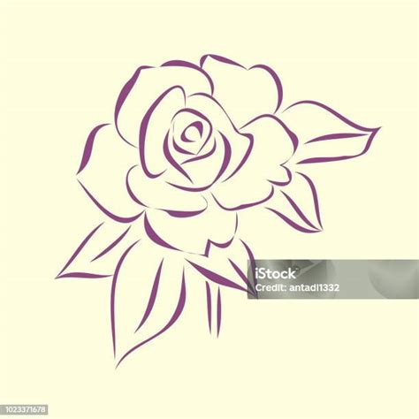 컨투어 장미 꽃입니다 흑인과 백인 낙서 라인 아트 스타일입니다 간단한 밑그림 그리기입니다 0명에 대한 스톡 벡터 아트 및 기타