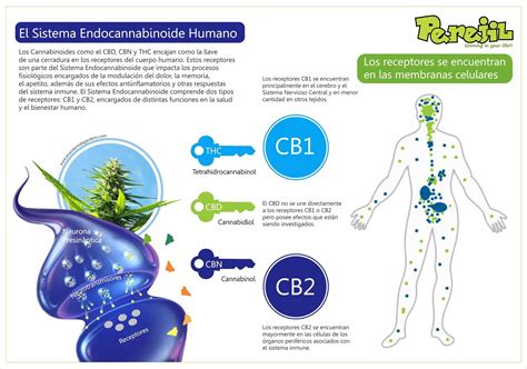 ¿qué Es El Cbd