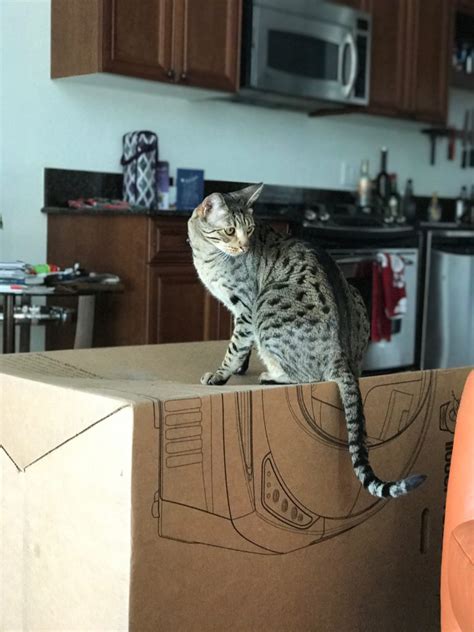 Setting Up Your New Litter Robot Kitty Loaf
