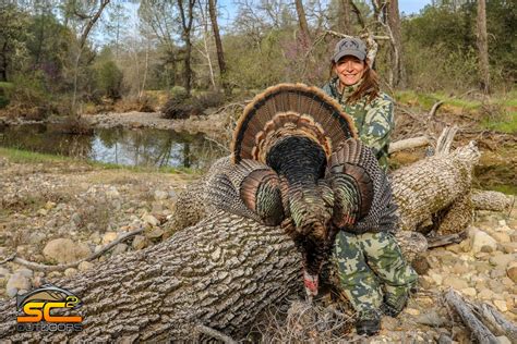 California Wild Turkey Hunting Guides California Wild Turkey Hunting