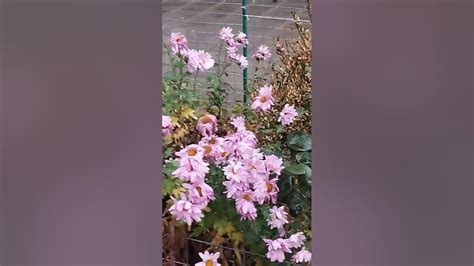 Мої квіти я дарую тобі на прощання Youtube