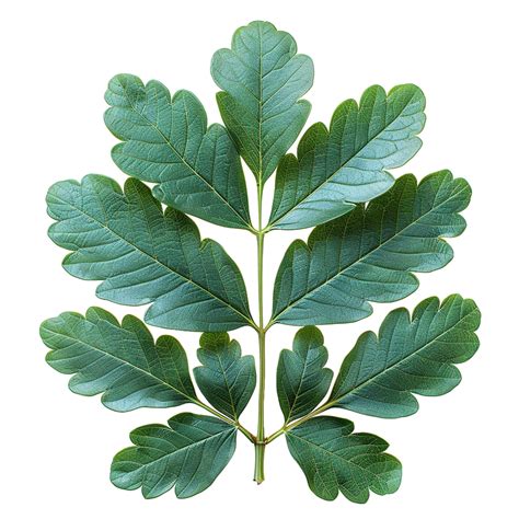 Detailed Closeup Of A Vibrant Green Compound Leaf With Multiple Leaflets 58996589 Png