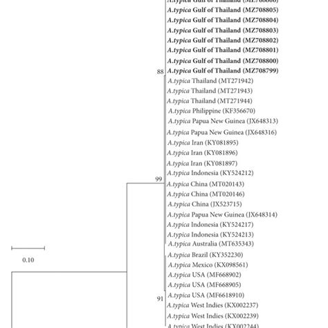 Maximum Likelihood Tree With 1000 Bootstrap Replicates Constructed On