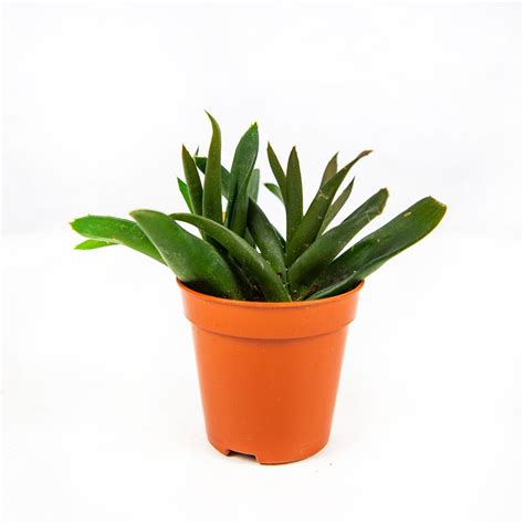 Алоэ, Хавортия микс Aloe, Haworthia mix 8/5 — комнатное растение купить ...