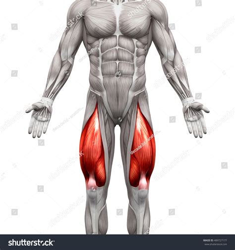 Quadriceps Muscle DrBeckmann