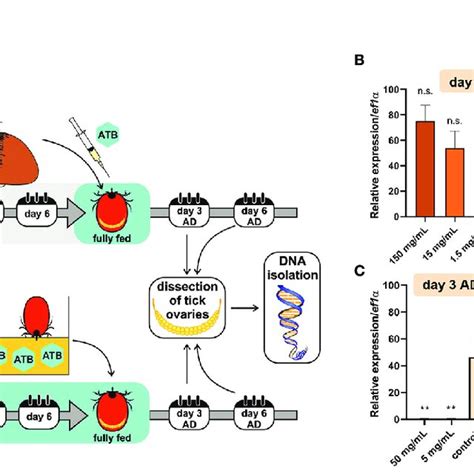 A Scheme Of Tetracycline Antibiotics Atb Administration