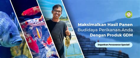 7 Cara Budidaya Udang Vaname Di Tambak Tradisional
