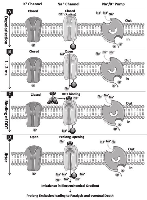 Ddt Affects The Action Potential Of Axonal Membrane Of Insect