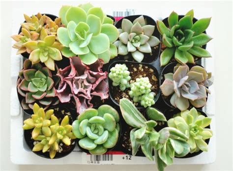 다육이 키우는 법은 다육이 전용 분갈이흙 세경팜으로 네이버 블로그