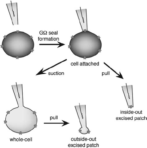 Different Patch Clamp Con Fi Gurations In A Fi Rst Step The Patch Download Scientific Diagram