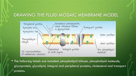Fluid Mosaic Model 2d