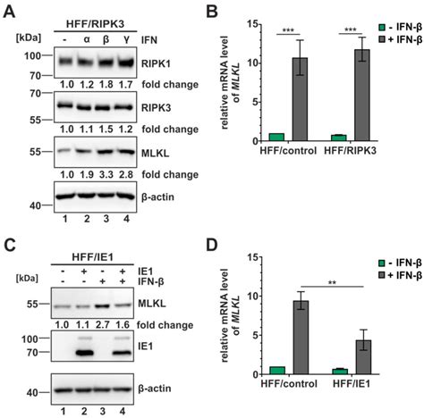 Ie1 Of Human Cytomegalovirus Inhibits Necroptotic Cell Death Via Direct