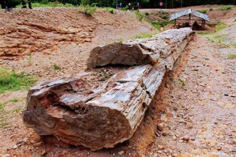 The Worlds Largest Fossil Tree Measures 722 M Long And It Is