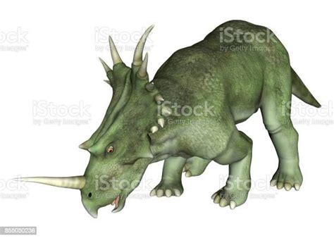 화이트에 3d 렌더링 공룡 Styracosaurus 공룡에 대한 스톡 사진 및 기타 이미지 공룡 0명 고대의 Istock
