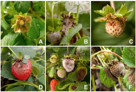 Symptoms Of Botrytis Cinerea Infections In Strawberry Panel A Shows A