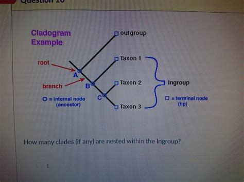 Solved Outgroup Cladogram Example Taxon 1 Root А Branch B Solved Outgroup Cladogram Example Taxon 1 Root А Branch B