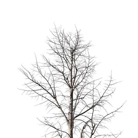 Premium Photo Winter Tree Trunk Isolated Over White