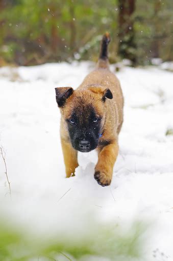 겨울에는 눈에 야외에서 걷고 칼라와 관심이 벨기에 양치기 Malinois 강아지 가축에 대한 스톡 사진 및 기타 이미지 가축