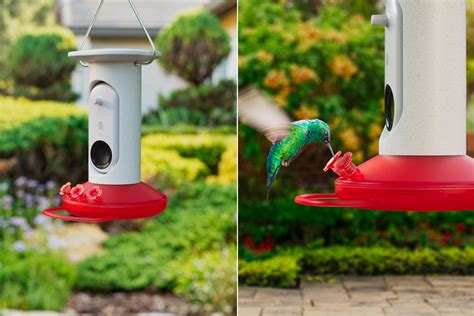 Ai Powered Bird Buddy Smart Hummingbird Feeder Can Identify And
