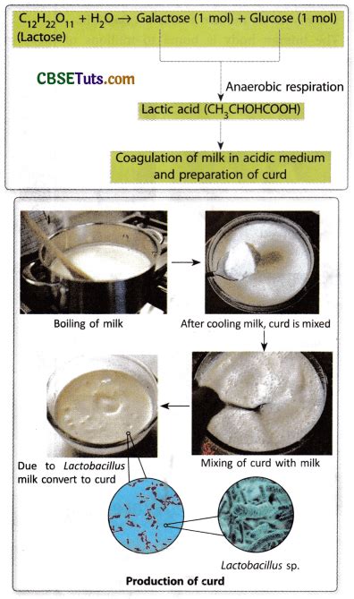 Microbes Used In Household Food Processing Role Of Beneficial