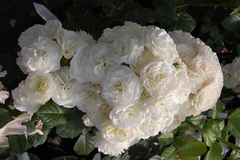 Роза Bouquet Parfait — фото и описание сорта с отзывами