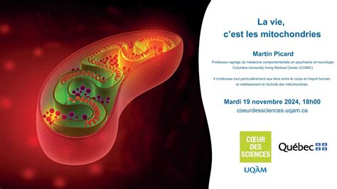 Mitochondries Animales