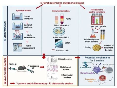 Cells Free Full Text In Vitro Characterization Of Gut Microbiota Derived Commensal Strains