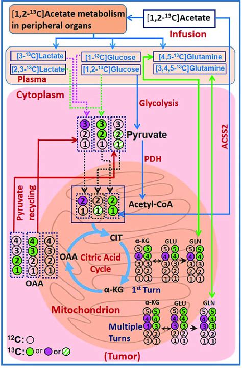 Metabolic Model Schematic Diagram Illustrating The Fate Of The