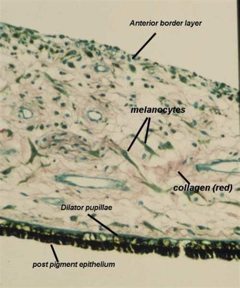 Cross Section Of The Iris Adapted From [forrester Et Al 2001] Used Download Scientific