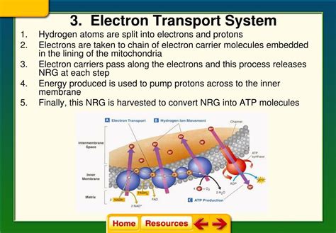 Electron Transport System Examples At Page Koenig Blog