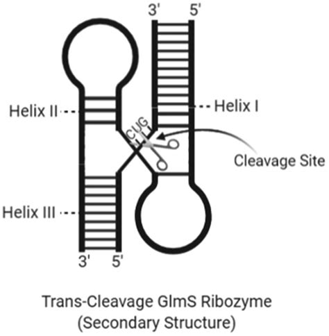 The Secondary Structure Of A Trans Cleavage Glms Ribozyme With Cleavage