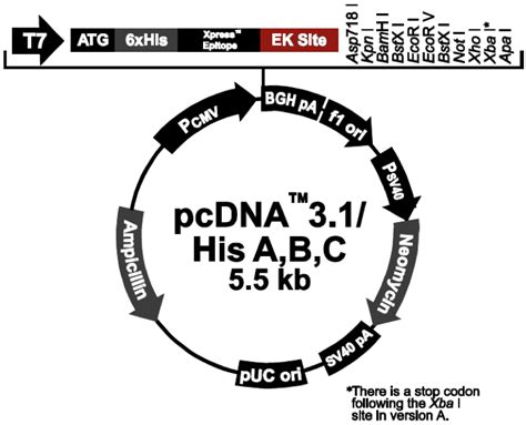 Pcdna31his A 北京华越洋生物