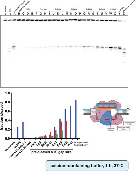 figures and data in crispr cas12a exploits r loop asymmetry to form