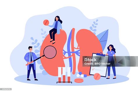 신장을 검사하는 숙련 된 작은 의사 신장학에 대한 스톡 벡터 아트 및 기타 이미지 신장학 콩팥 내부 기관 기술 Istock