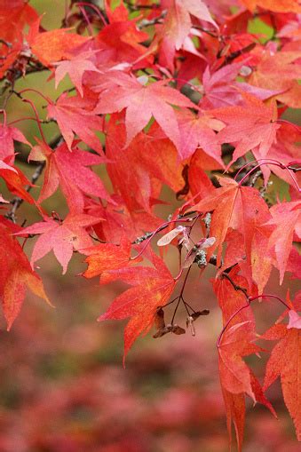 날개 달린 헬리콥터 종자 키와 햇살이 내리쬐는 붉은 가을 잎 색으로 덮인 일본 단풍 나무 가지의 풀 프레임 이미지 흐린 정원 배경 0명에 대한 스톡 사진 및 기타 이미지