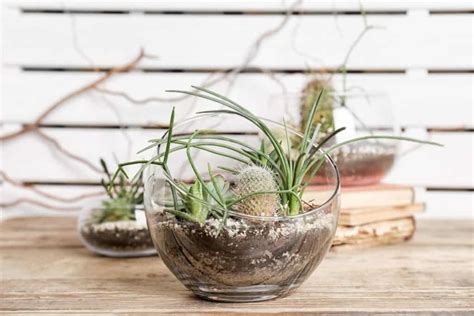 25 Best Live Aquarium Plants For Beginners Houseplant Alley