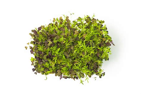 신선한 마이크로 그린 상단 보기 흰색 배경에 고립 된 붉은 미즈나의 새싹 녹색 야채 브라시카 라파 또는 니포시니카 0명에 대한 스톡 사진 및 기타 이미지 Istock