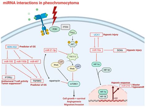 Mirna Interactions In Pheochromocytoma Transmembrane Tyrosine Kinase Download Scientific
