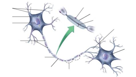 anatomy a typical neuron ch 6 figure 6 3 diagram quizlet