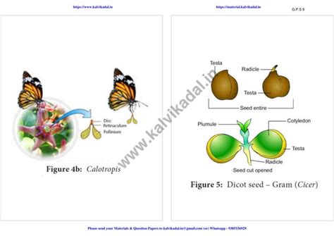 Th Std Bio Botany EM Practical Notes Pdf